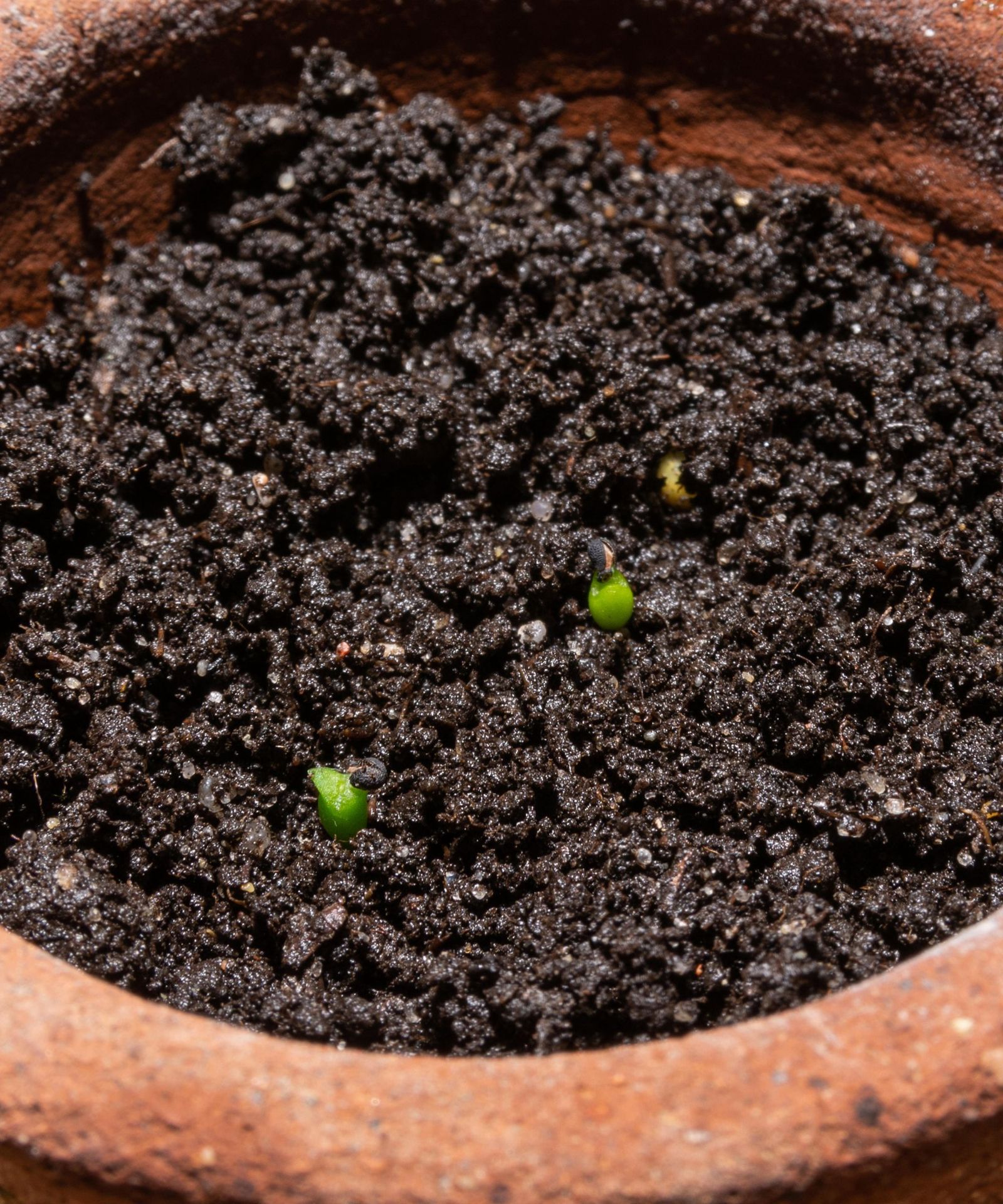 How to grow a cactus from seed: in 6 easy, expert steps | Homes and Gardens