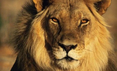 Apple's Mac OS X Lion: Worth the upgrade? | The Week