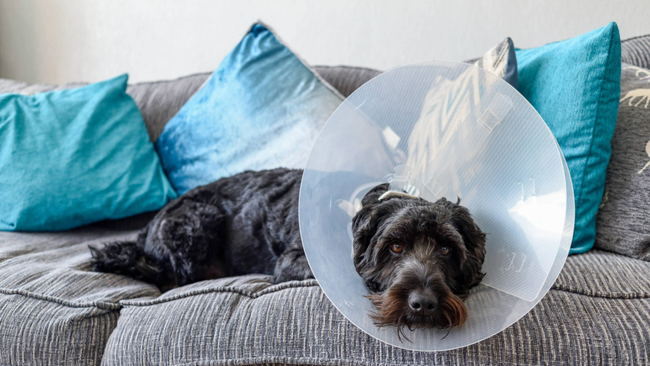 Cavapoo vs Cockapoo: An expert compares these two breeds | PetsRadar