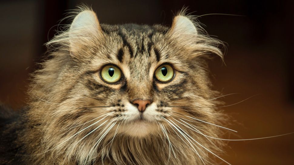 Best cat breeds for dog owners | PetsRadar