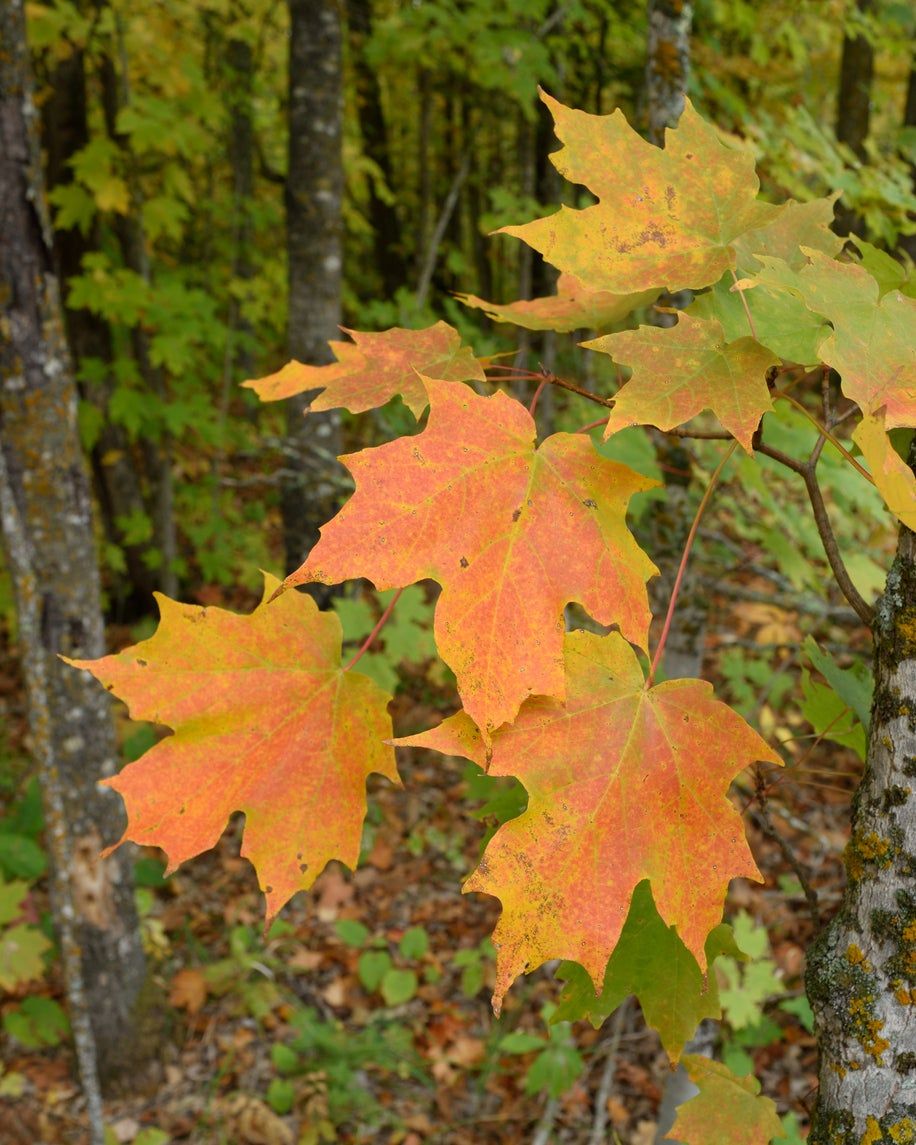 Maple Tree Varieties: Information About Maple Tree Identification ...