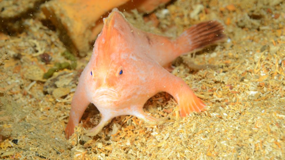 Watch rare endangered pink handfish walking in 19th-century shipwreck ...
