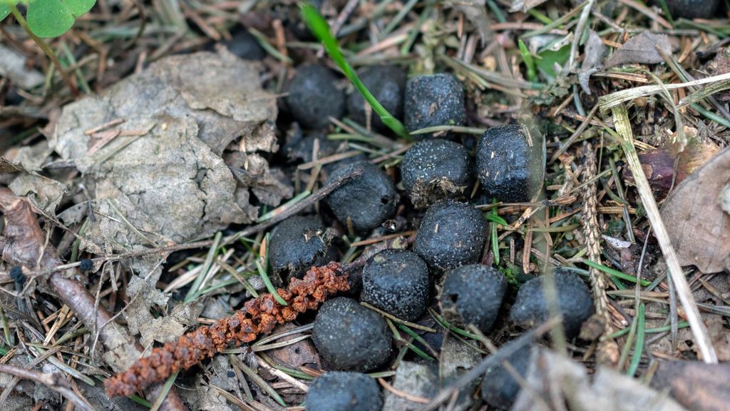 Do rabbits eat their poop? What's normal and not | PetsRadar