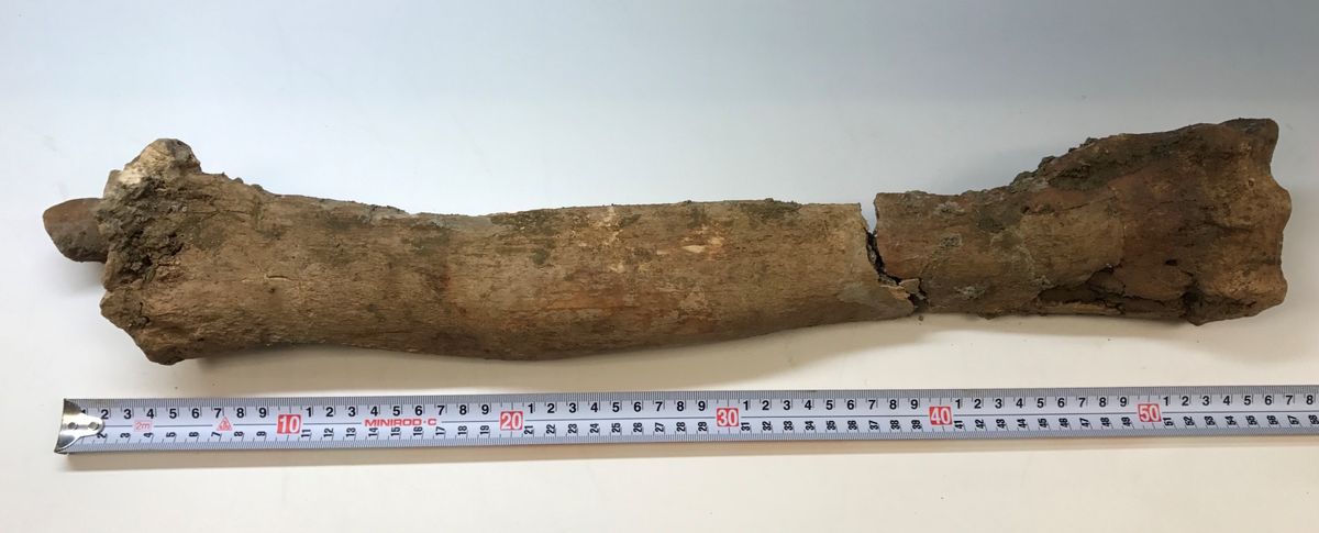 Ice Age Animal Bones Uncovered During LA Subway Excavation | Live Science