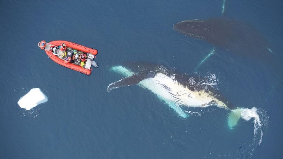 Baleen whales eat three times more than scientists once thought | Live ...