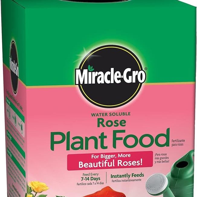 Summer rose care tips: expert-advice for striking blooms | Homes and ...