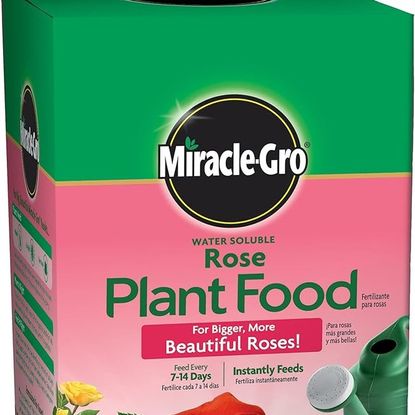 Summer rose care tips: expert-advice for striking blooms | Homes and ...