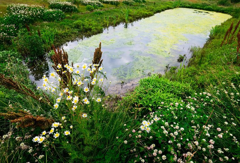 How To Maintain A Bog Garden – Tips For Keeping Up A Bog Garden ...