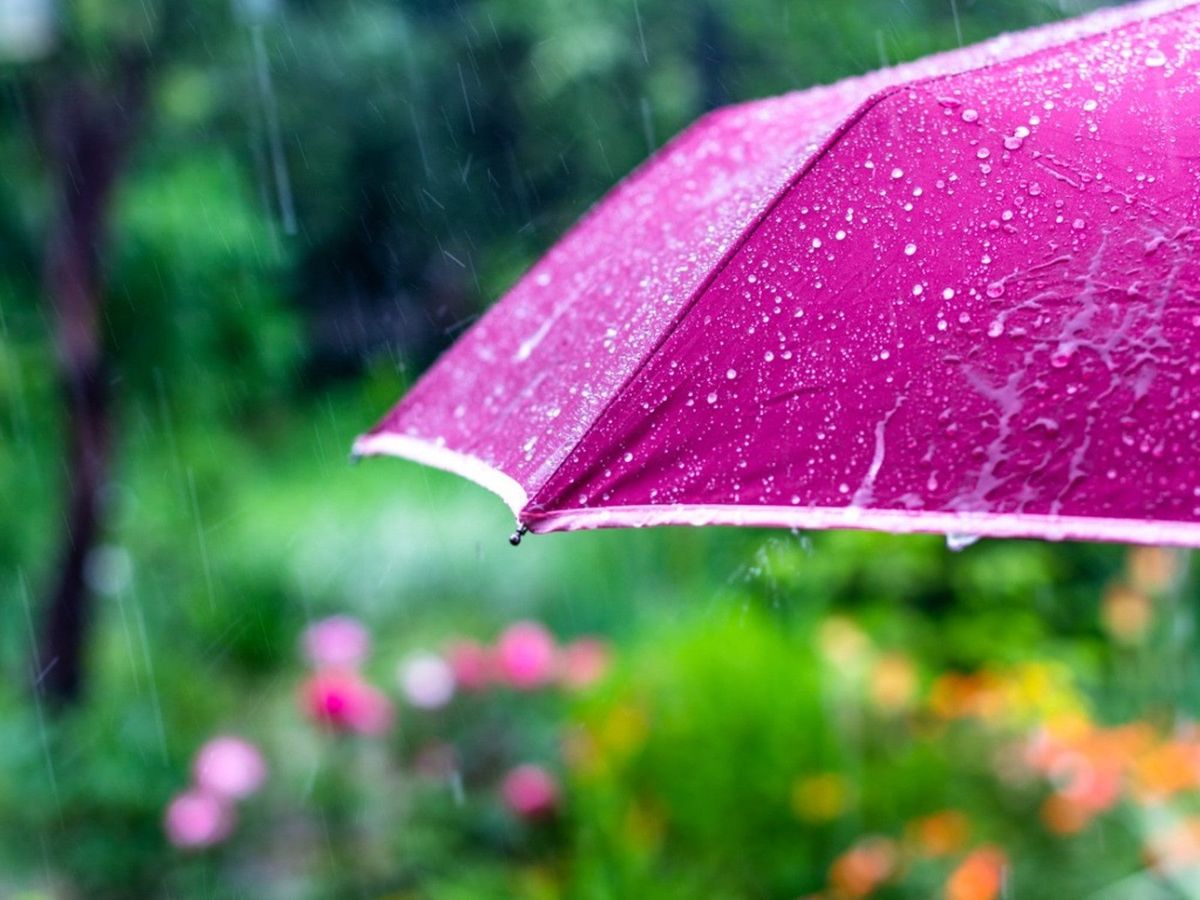 Can Plants Predict Rain And Other Weather Lore | Gardening Know How