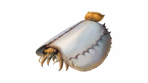 Likeness of Cambrian critter finally revealed, and it looks like a taco ...