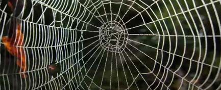 7 Cool Animal-Inspired Technologies | Biomimicry | Live Science