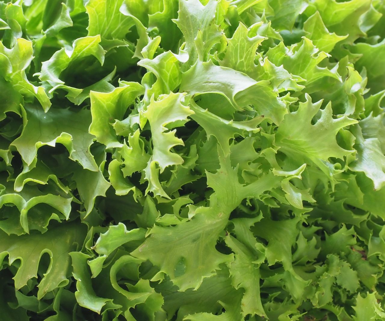 Vegetables to plant in fall: we look at 10 of the best | Homes and Gardens