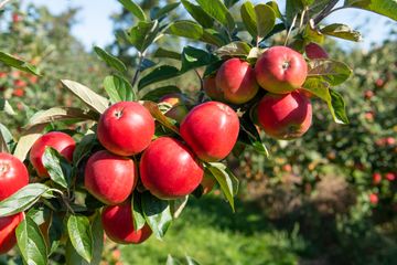 Best fruit trees: 10 to grow in your backyard | Homes and Gardens