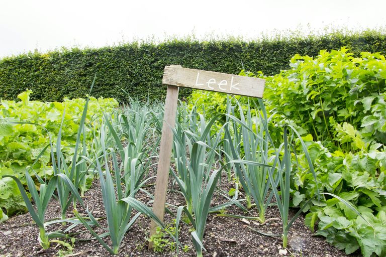 How to grow leeks | Gardeningetc