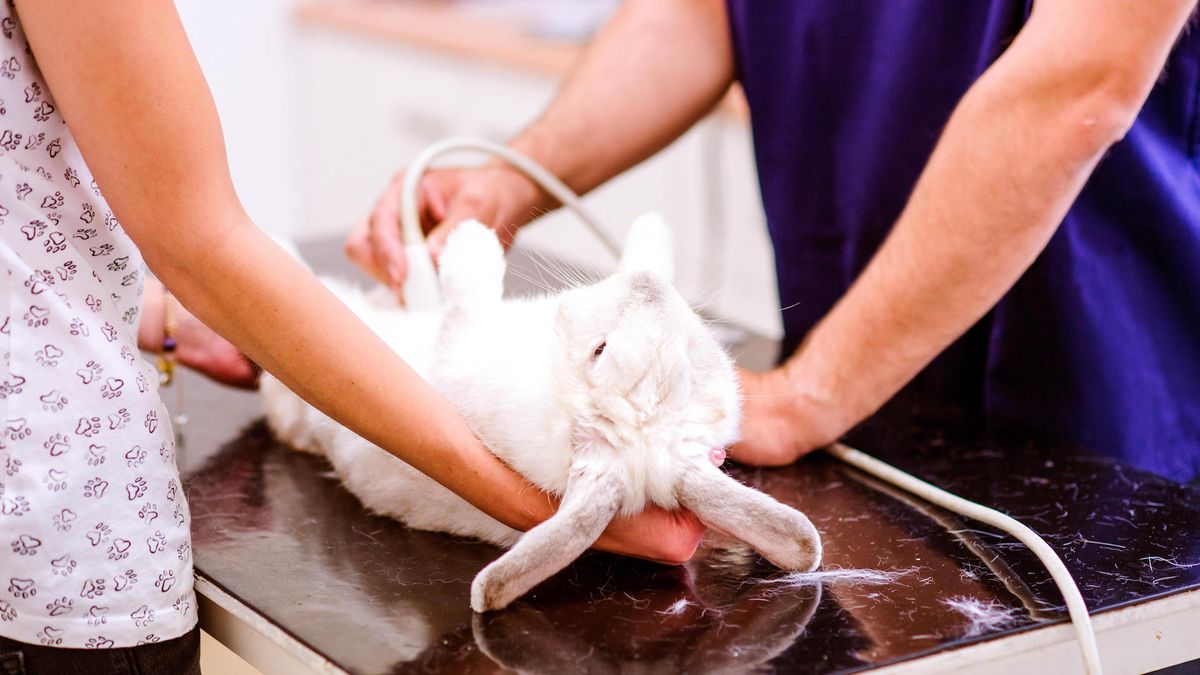 32 common illnesses rabbits can get | PetsRadar