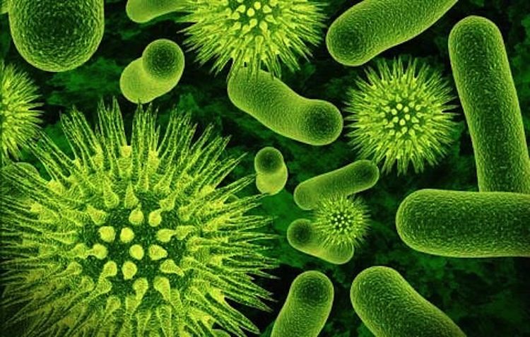Early Bacteria Exposure Important for Building Immunity, Study Says ...