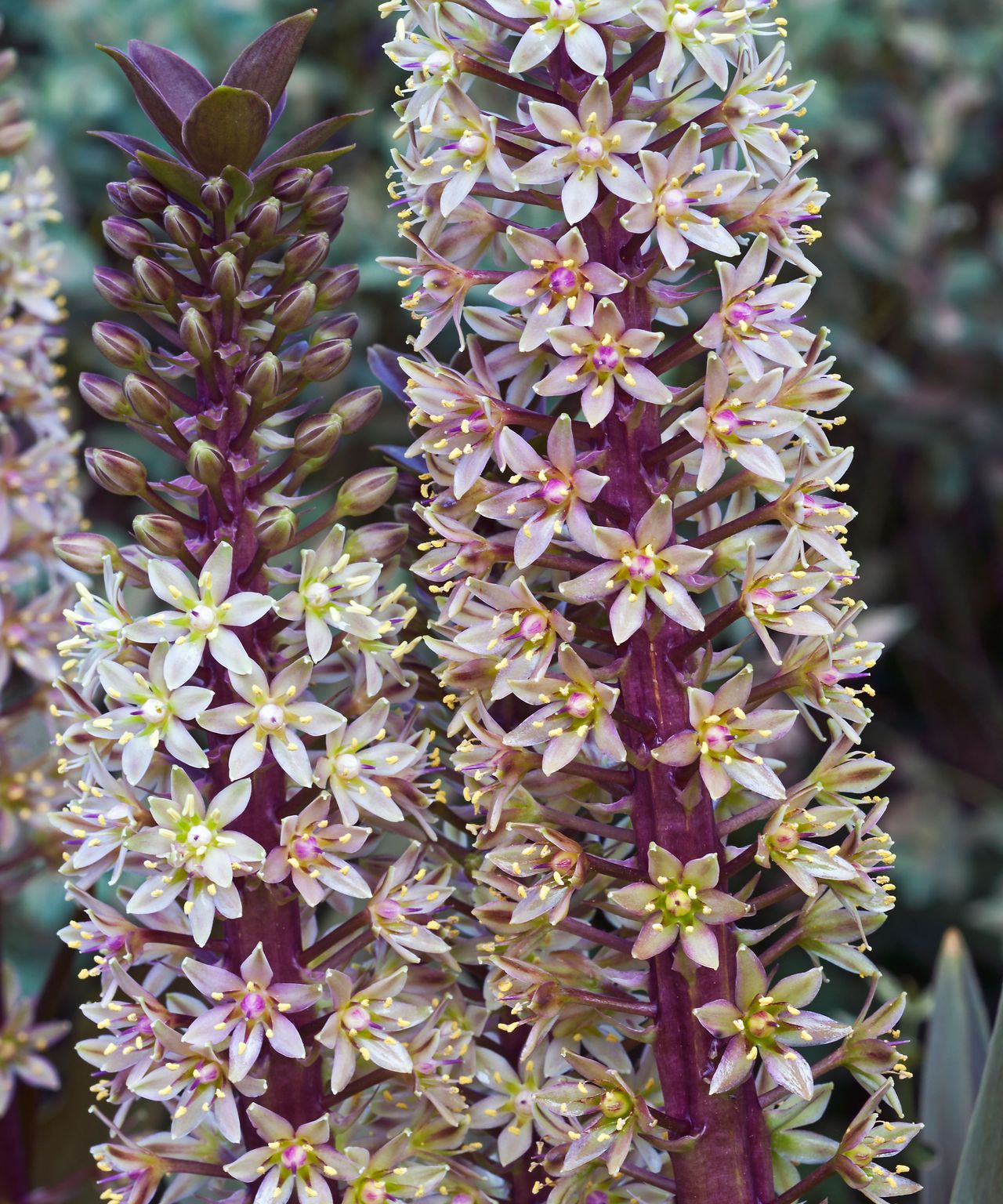 Best summer bulbs: 10 bulbs to grow and planting advice | Homes and Gardens