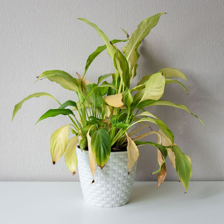 How to save an overwatered plant: a step-by-step guide | Ideal Home