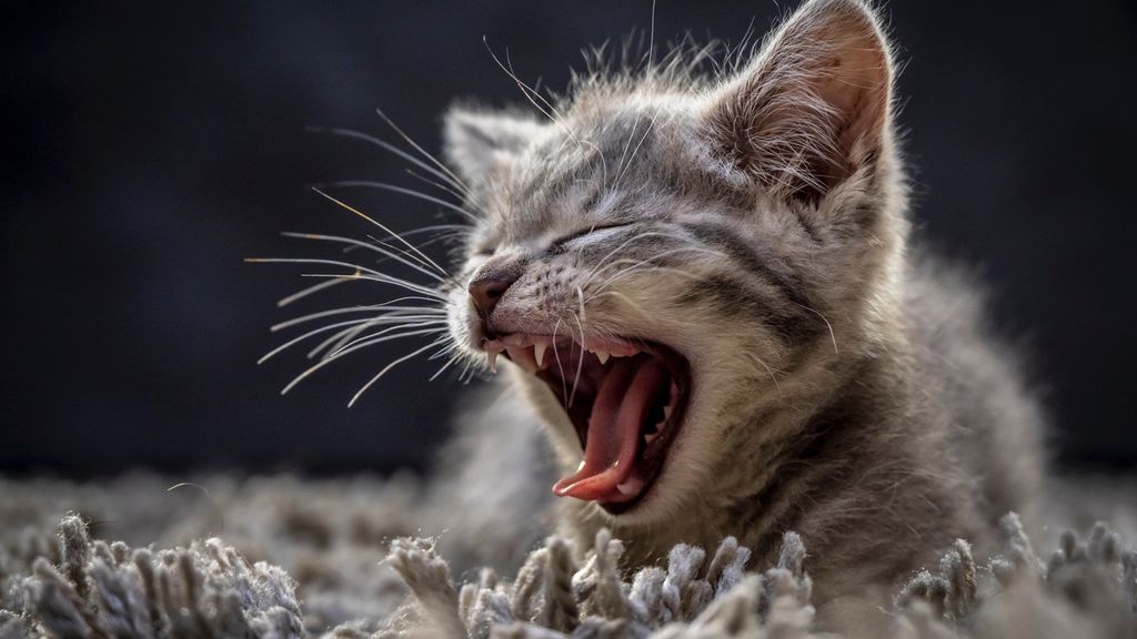 Why is my kitten crying? Four common reasons for excessive meowing ...