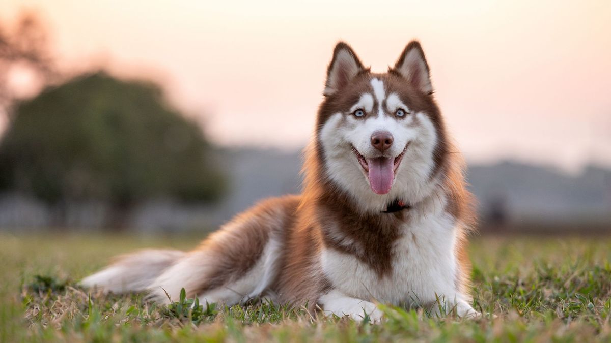 32 reasons to love Siberian huskies | PetsRadar