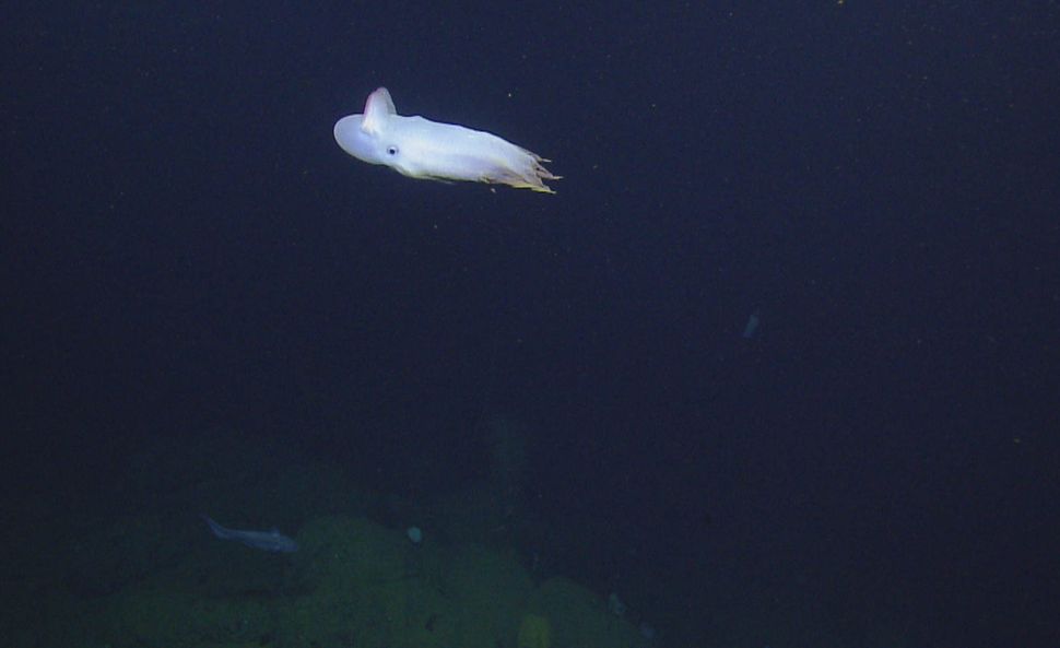 Photos: Ghostly dumbo octopus dances in the deep sea | Live Science