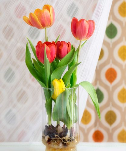 How to force bulbs in water – essential tips | Homes and Gardens