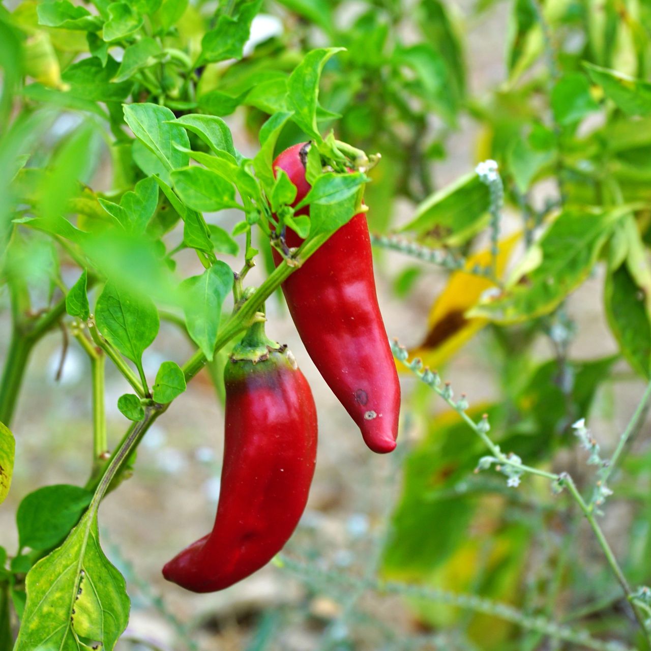 Overwintering chilli plants – how to keep your plants alive | Ideal Home