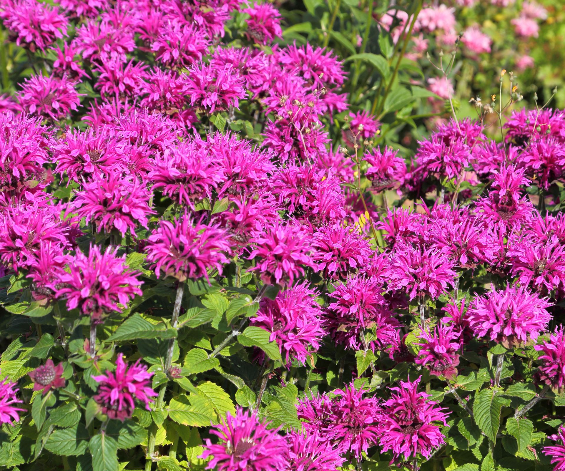 Best Pink Flowers – Neons And Pastels For Elegance & Cheer | Gardening ...