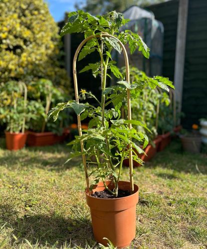 How to use the tomato string method: an expert guide | Homes and Gardens