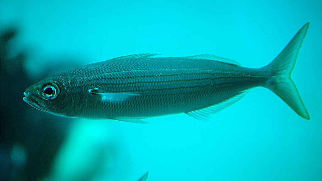 20 of the best named animal species on Earth, from Boops boop to Agra ...