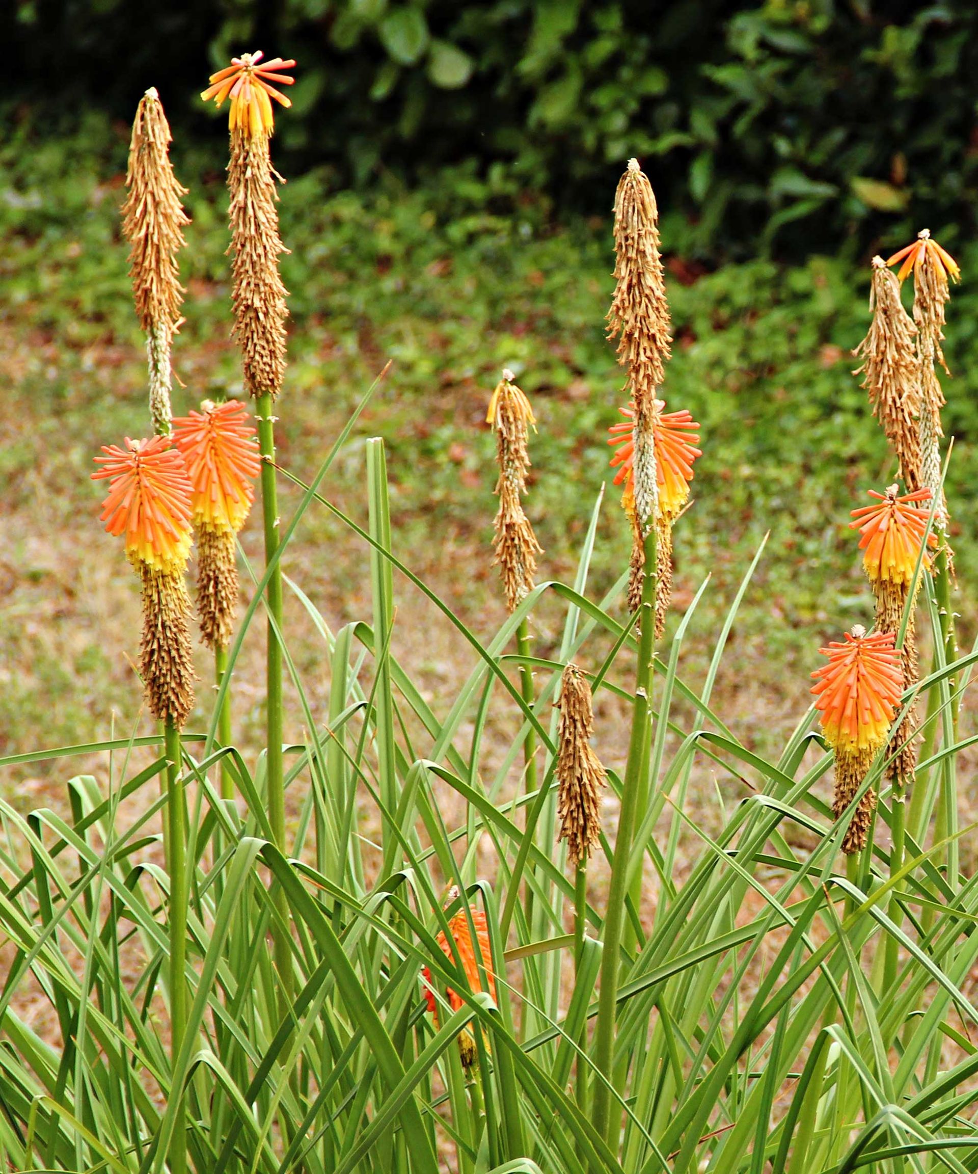 How to prune red hot pokers: expert tips | Homes and Gardens