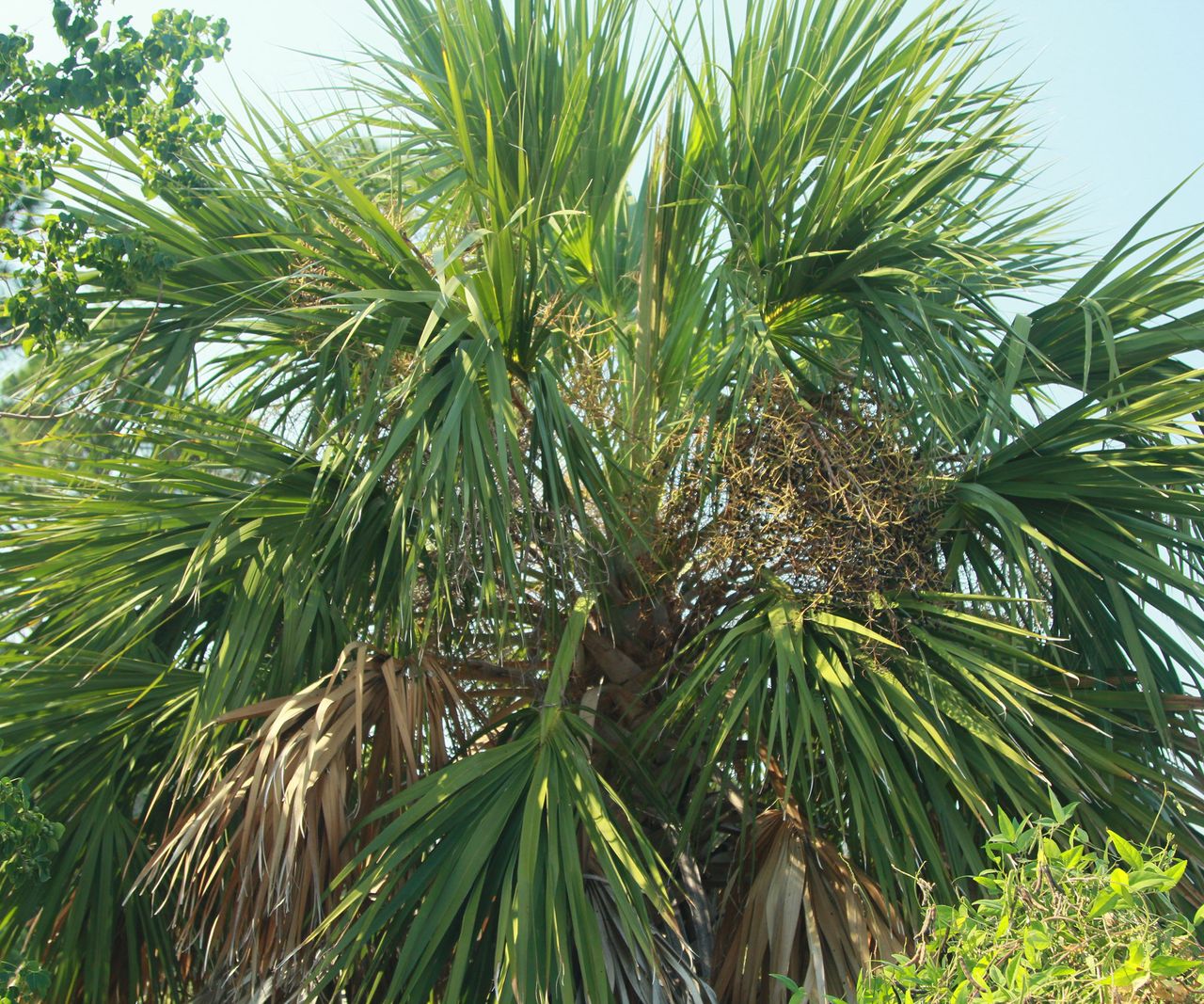 11 Palm Tree Varieties To Add Tropical Flair To Your Yard | Gardening ...