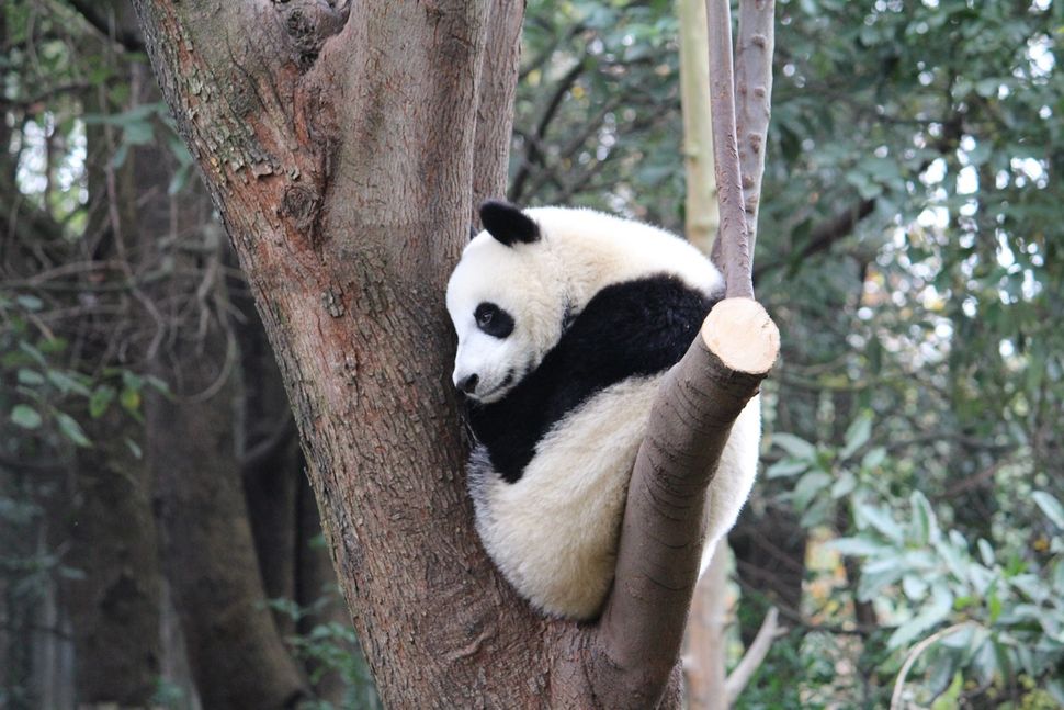 Some Pandas Use Their Head to Climb. Others Just ... Can't. And It's So ...