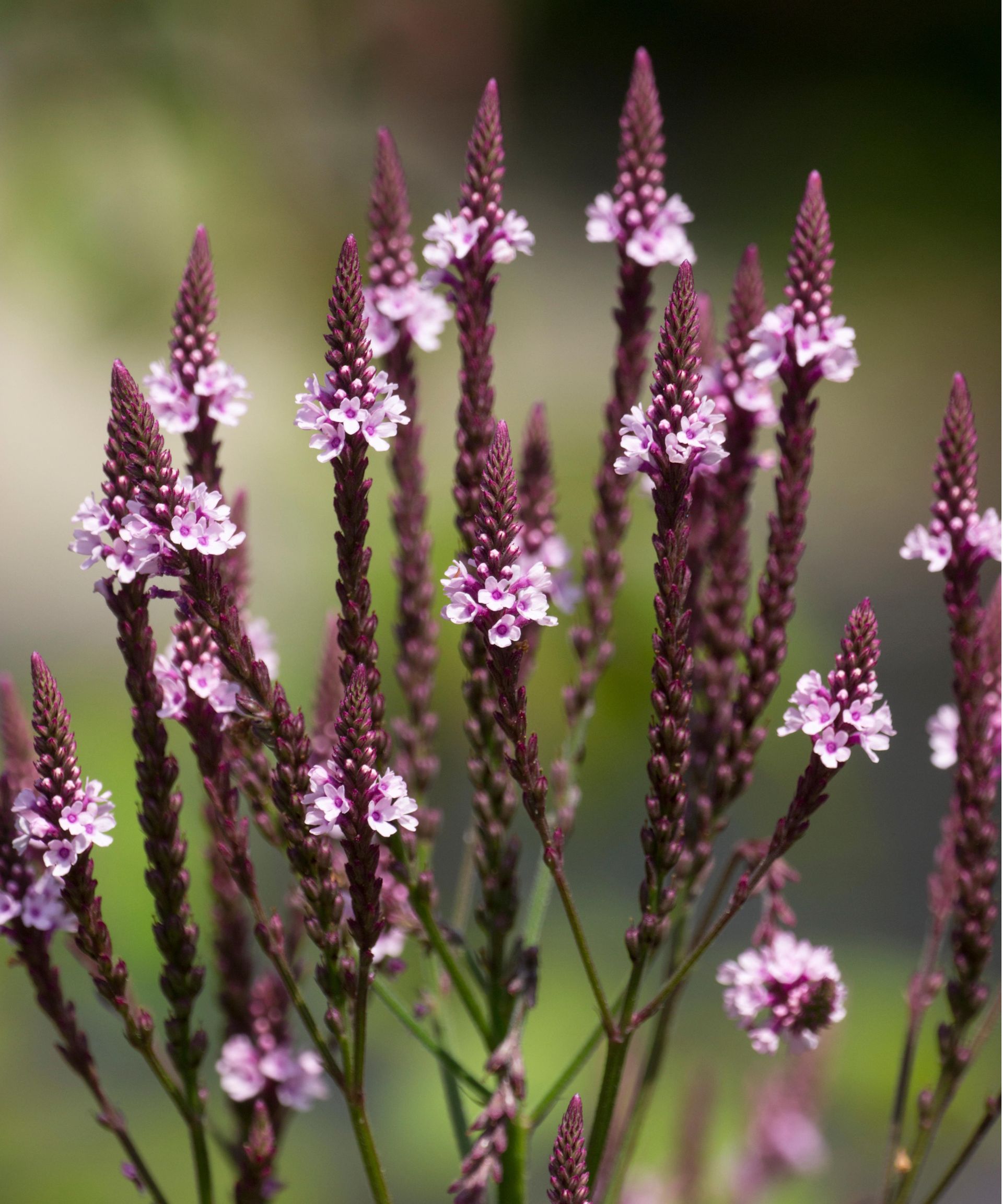 Verbena varieties: 5 of our top choices | Homes and Gardens