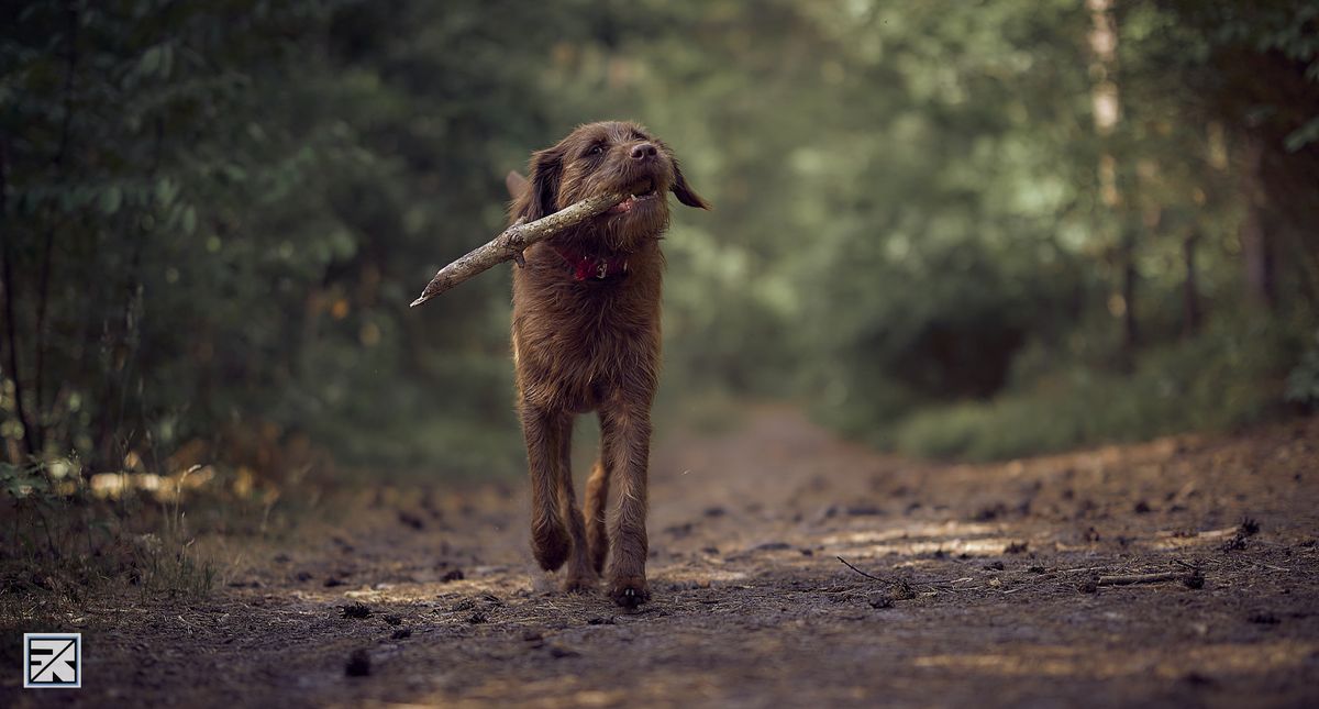 15 cute dog pictures to brighten your day | Digital Camera World