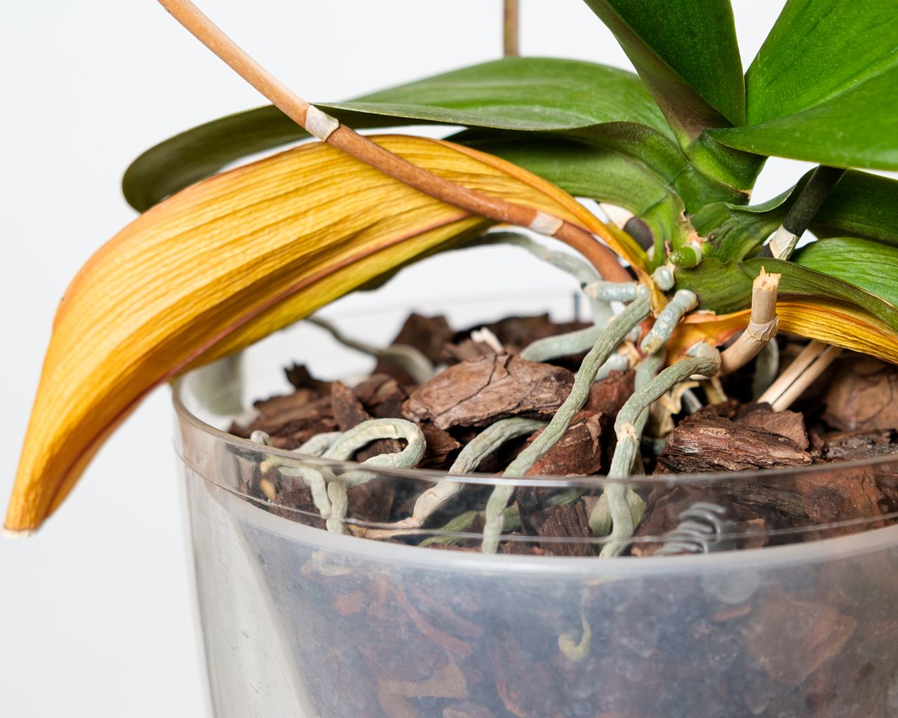 Orchid Care: How To Grow Happy, Healthy Plants Indoors | Gardening Know How