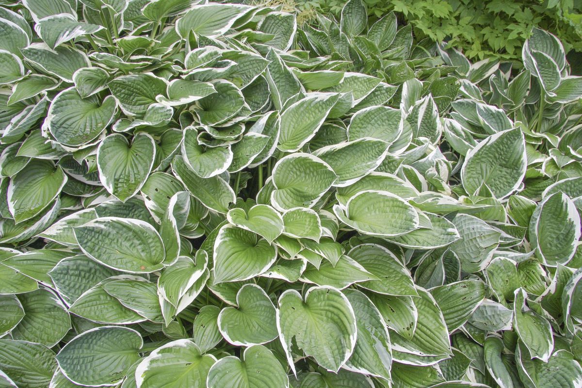 Care For Cold Hardy Hostas - Tips On Growing Hostas In Zone 3 Gardens ...
