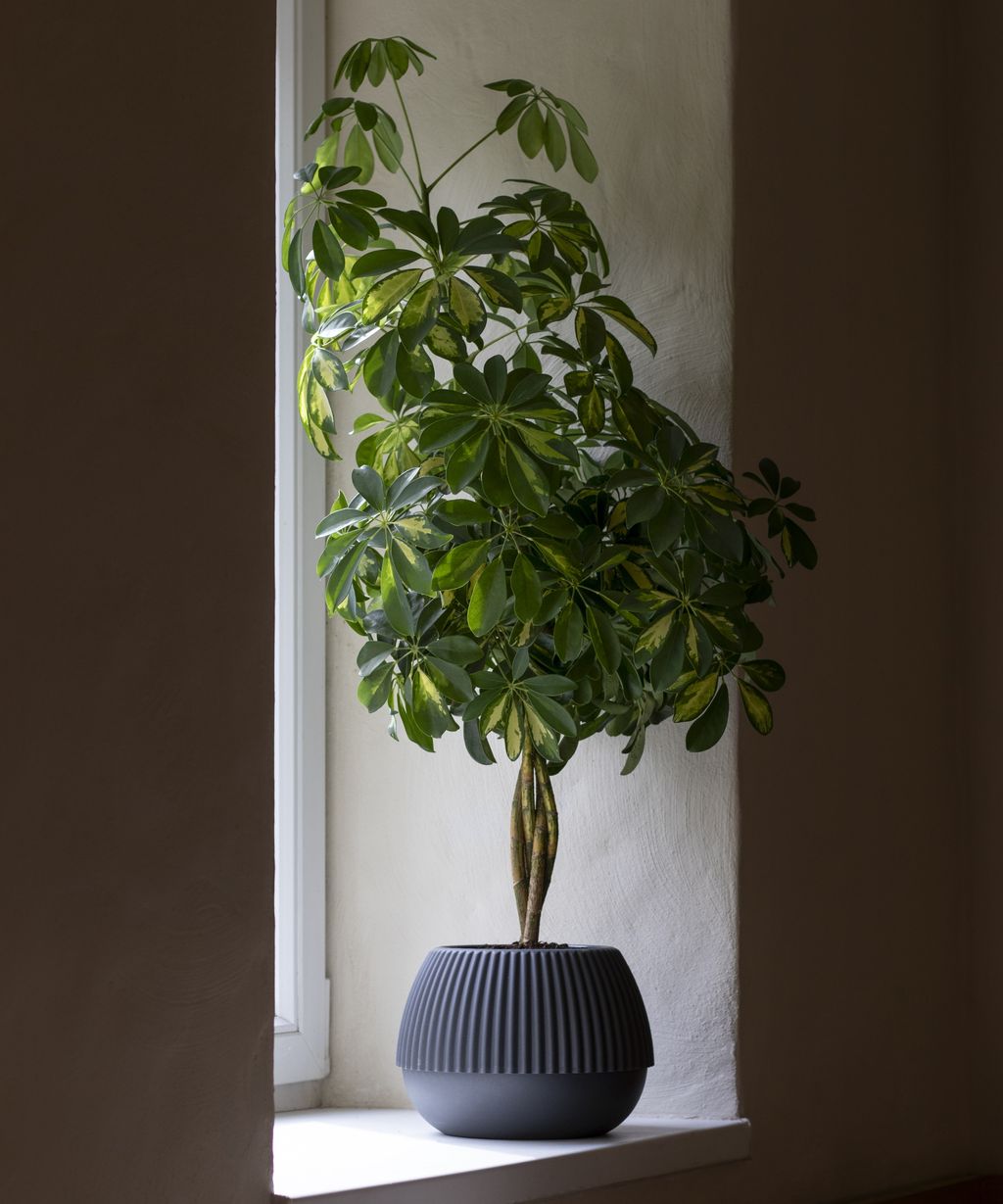 How to care for an umbrella plant: Expert advice | Homes and Gardens