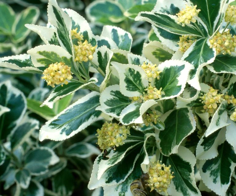 10 of the best euonymus varieties for your yard | Homes and Gardens