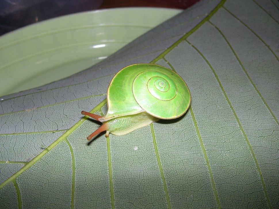 Photos: Gorgeous Neon Malaysian Snails | Live Science