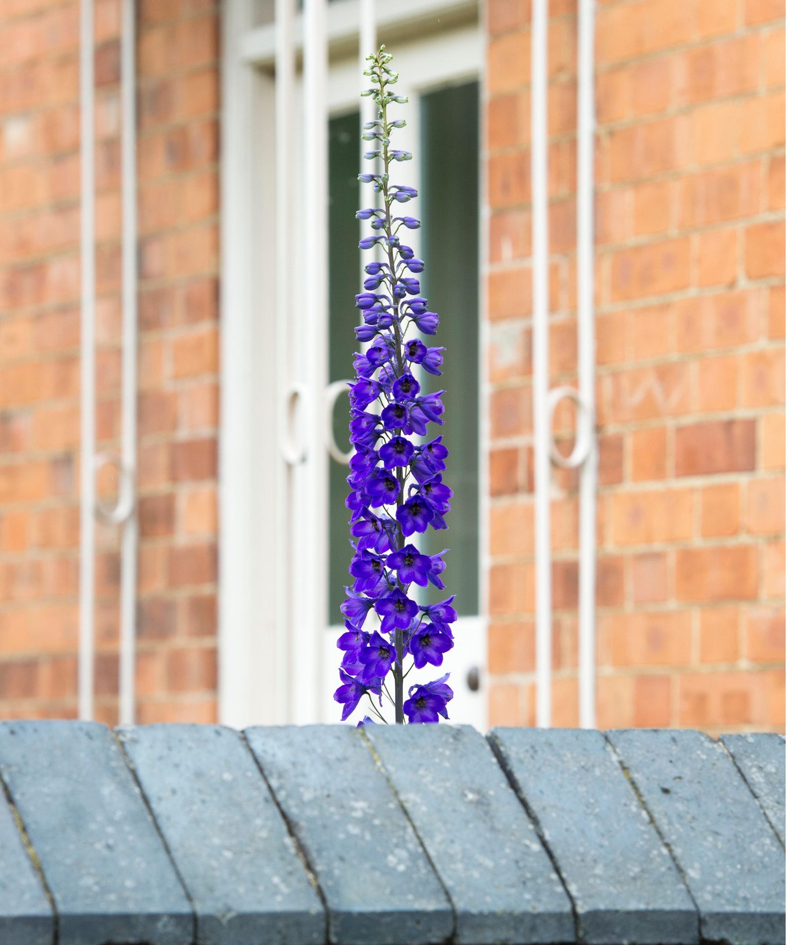Types of delphiniums: 14 beautiful varieties for your yard | Homes and ...