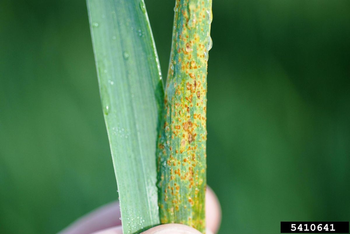 Wheat Rust Diseases - Tips On Treating Rust In Wheat Plants | Gardening ...