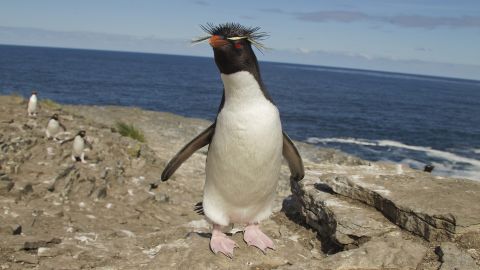 Adorable 'confused penguin' charms the internet: What really happened ...