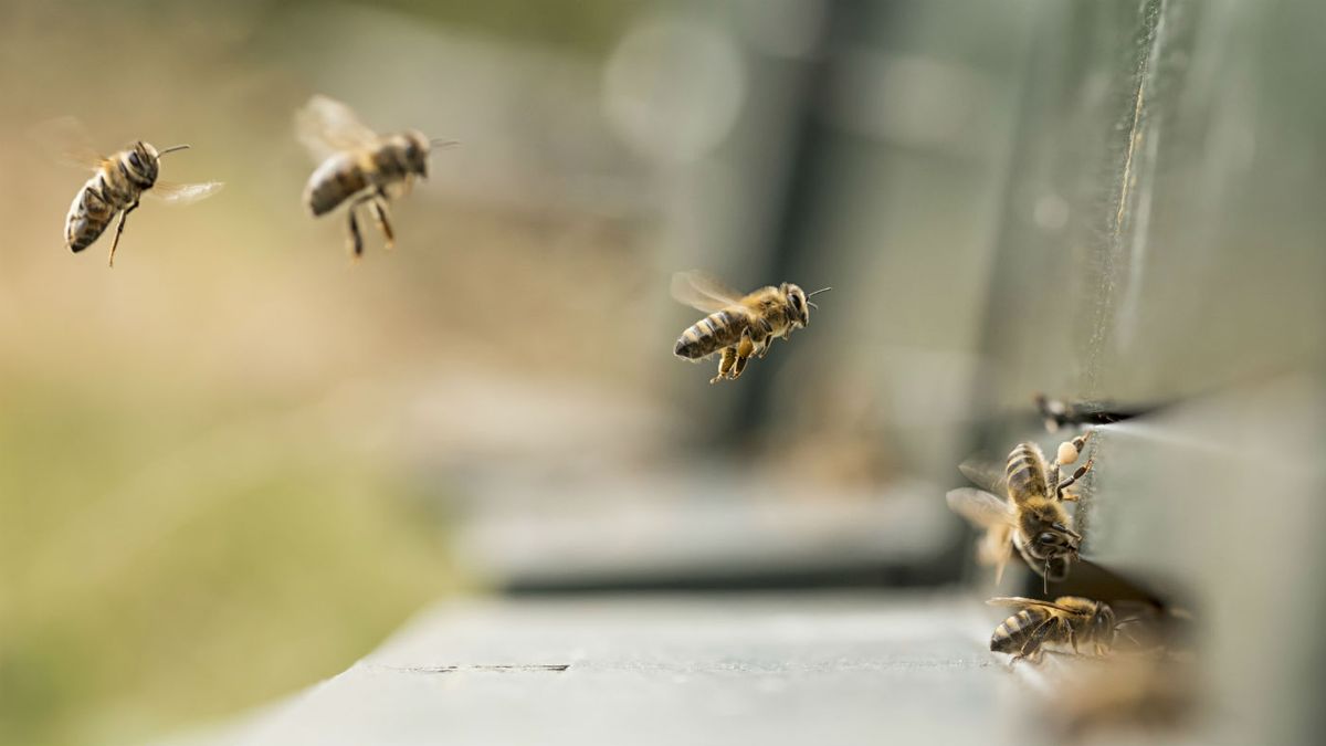 Doctors find four live bees inside woman’s eye | The Week