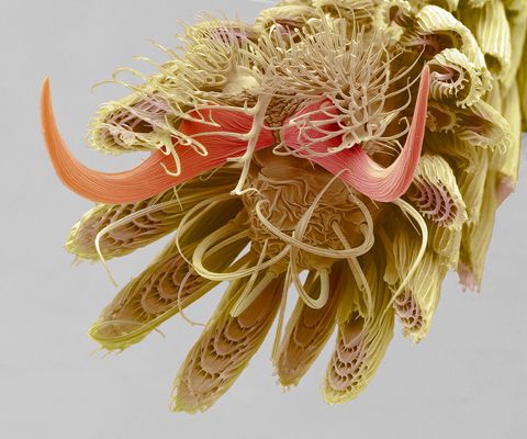 13 Extremely Weird Animal Feet | Live Science