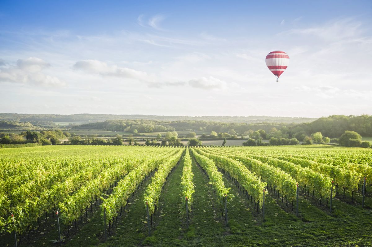 The best UK vineyards for sampling some delicious English sparkling ...
