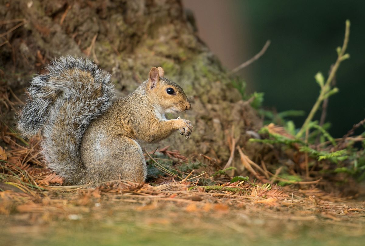 Photo ideas: Take superb squirrel shots | Digital Camera World