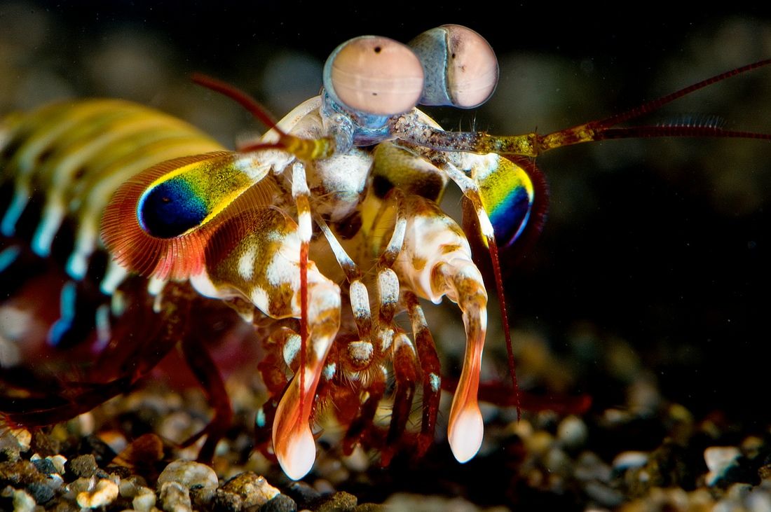 In Photos: Mantis Shrimp Show Off Googly Eyes | Live Science