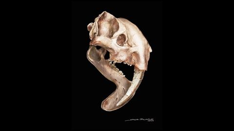 Ancient marsupial sabertooth had eyes like no other mammal predator ...
