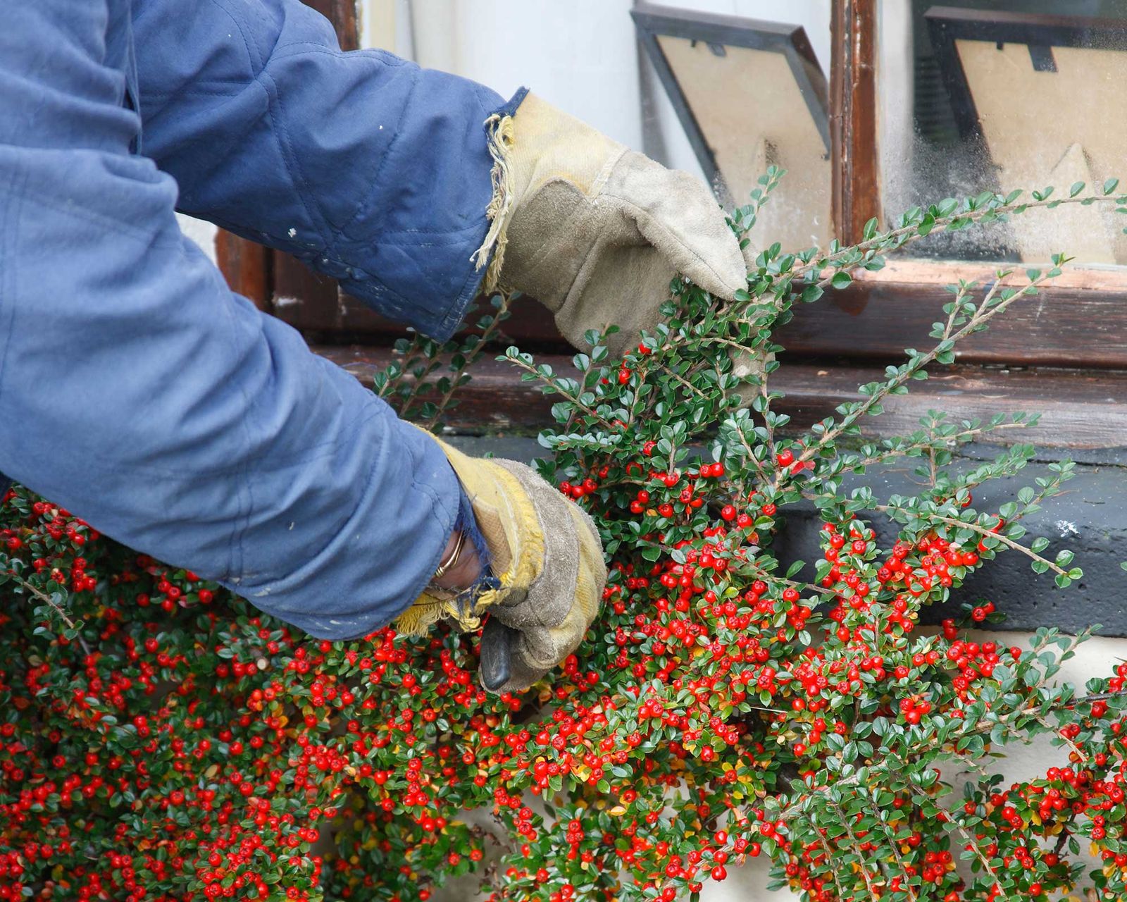 Cotoneaster care and growing guide: expert advice | Gardeningetc